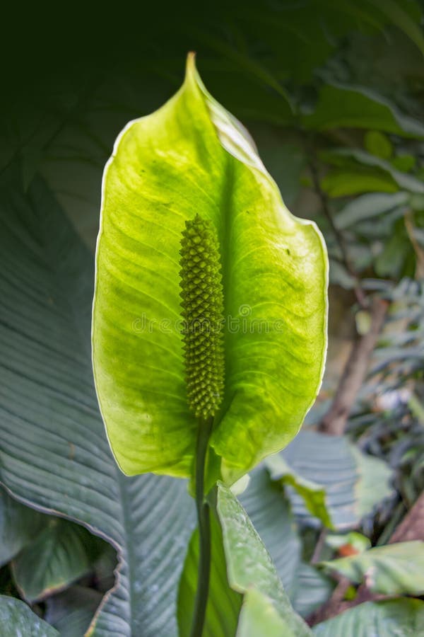 Arum flower closeup stock photo. Image of arum, abloom - 164045250