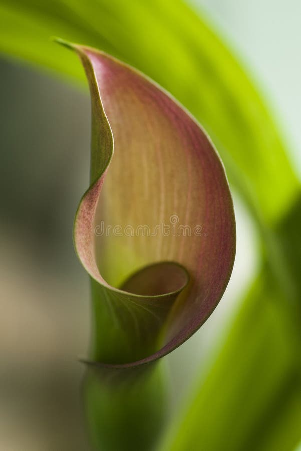 Arum stock photo. Image of arum, dark, leaf, green, garden - 82424800