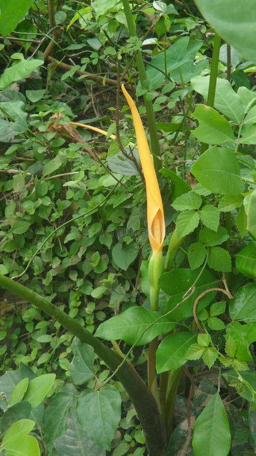 Arum flower. stock image. Image of flower, flowerit, arum - 78745571
