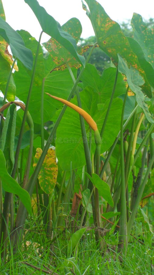 Arum flower stock photo. Image of flower, looks, flowerit - 78747736