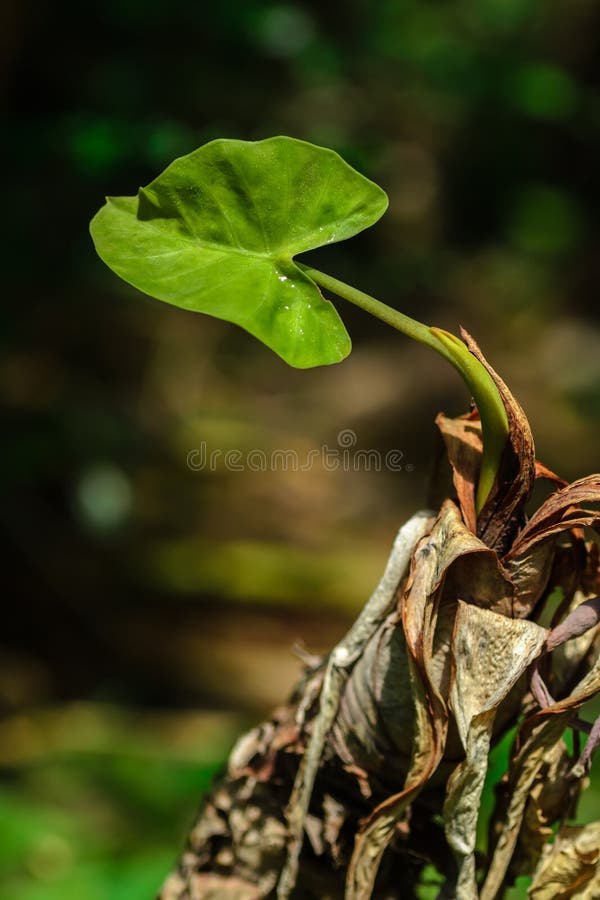 Arum leaf stock photo. Image of elephant, green, plant - 51270022