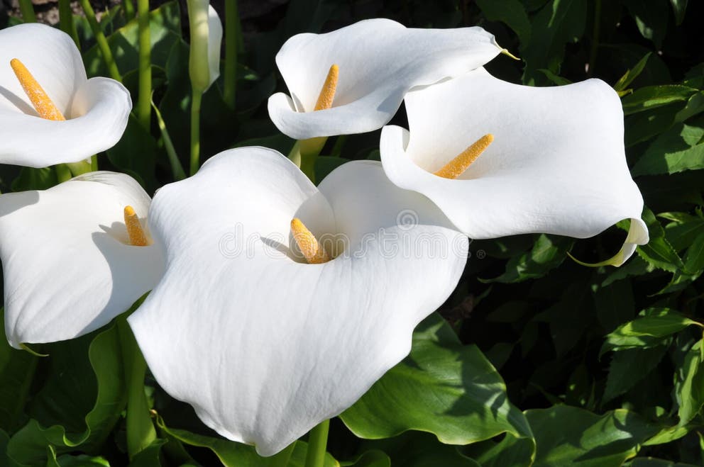 Arum Lilly Group with Yellow Spadix Stock Image - Image of fleshy ...
