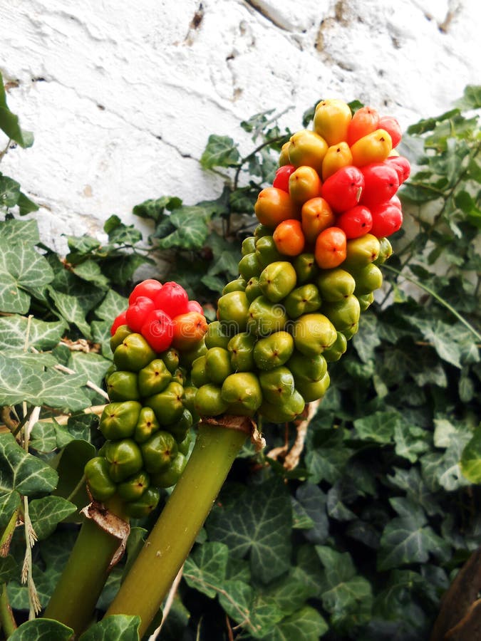 Arum maculatum seed stock photo. Image of maculatum, smooth - 96750502