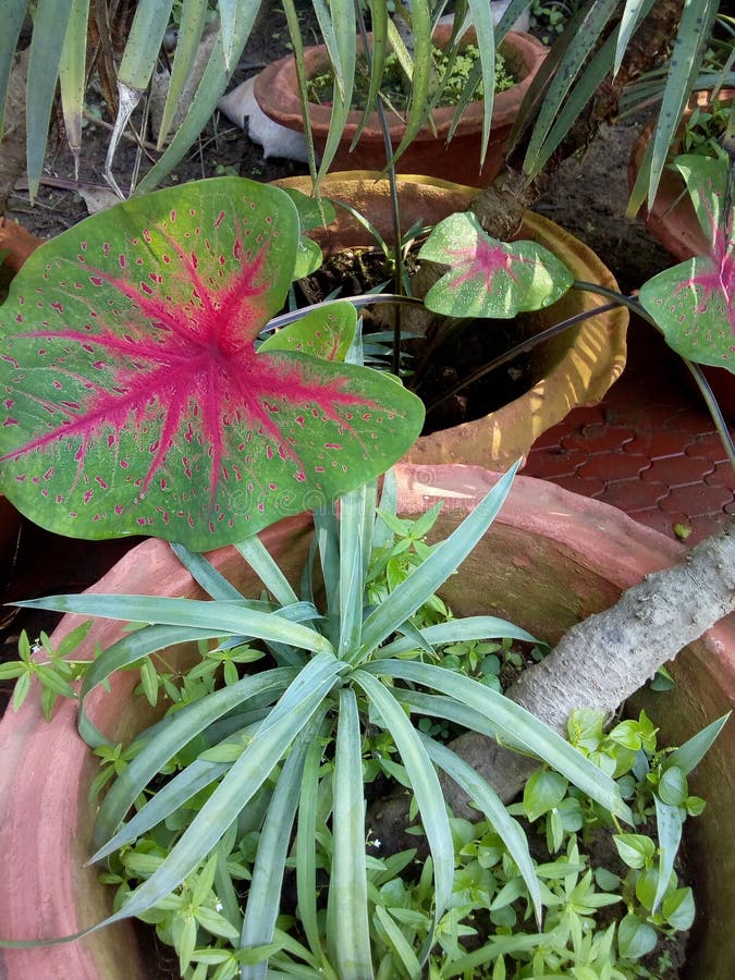 Arum plant stock image. Image of trees, plant, colourful - 132346449