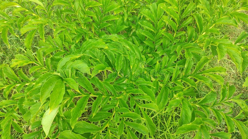 Arum root plant in india stock photo. Image of food - 248591746