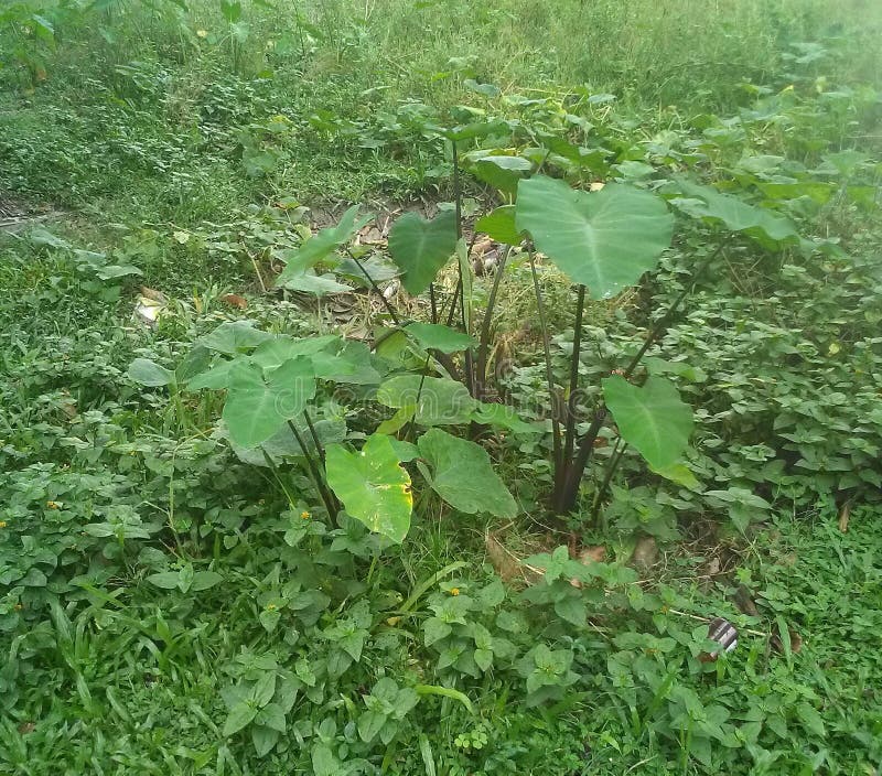Arum tree stock photo. Image of good, world, wide, tree - 120365782