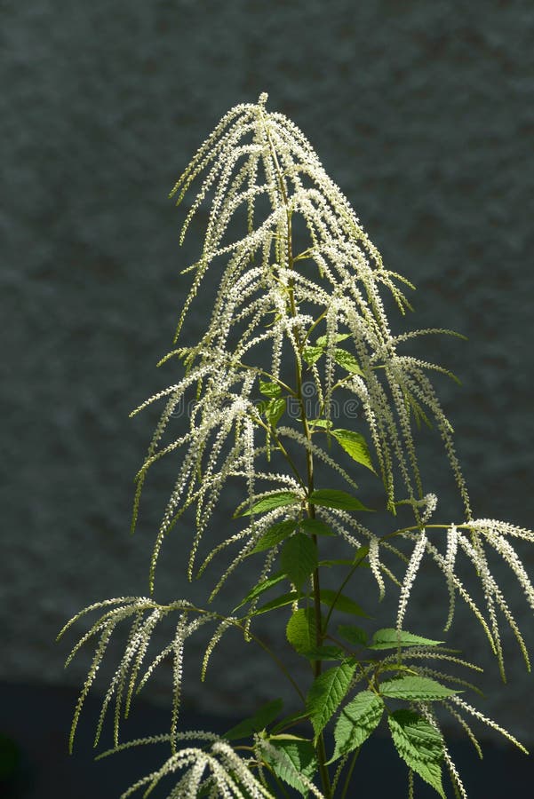 Aruncus Dioicus Blooming in a Summer Time. Flowers of Goats Beard Stock ...
