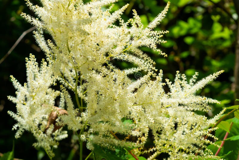 Yellow Flowers of Aruncus Dioicus, Closeup Stock Image - Image of ...