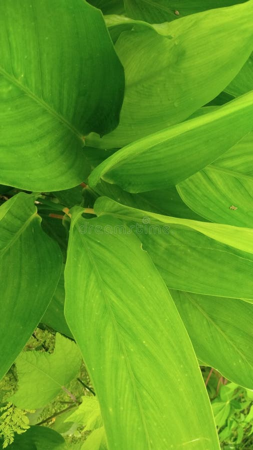 Arundinacea or Arrowroot, Has White Tubers and Can Be Processed into ...