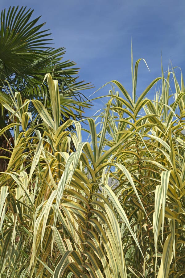 Arundo donax variegata stock image. Image of variegata - 259271725