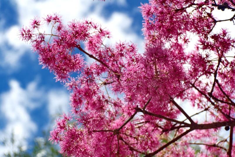Arupo tree in bloom stock photo. Image of pink, arupo - 158891104
