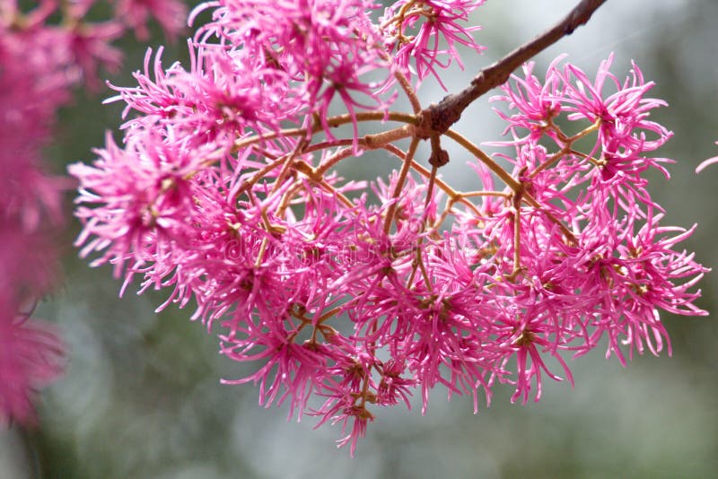 Arupo tree in bloom stock image. Image of pink, cotacachi - 159170379