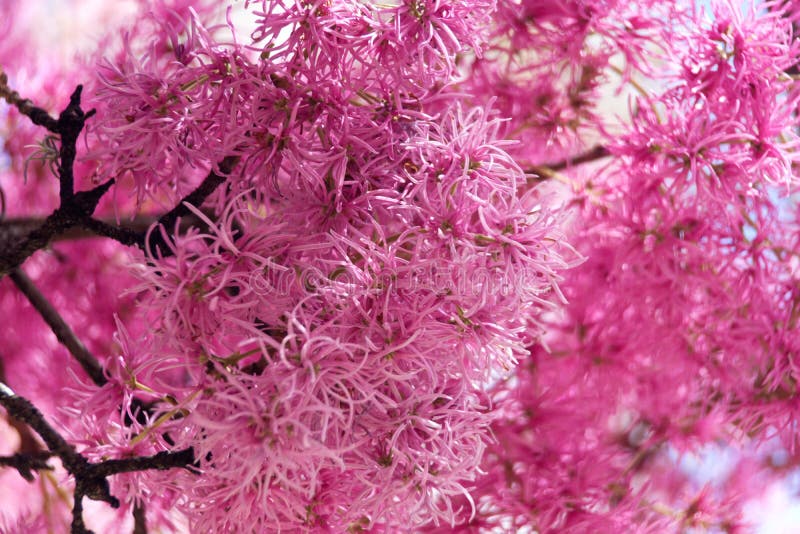 Arupo tree in bloom stock image. Image of ecuador, plant - 168455637
