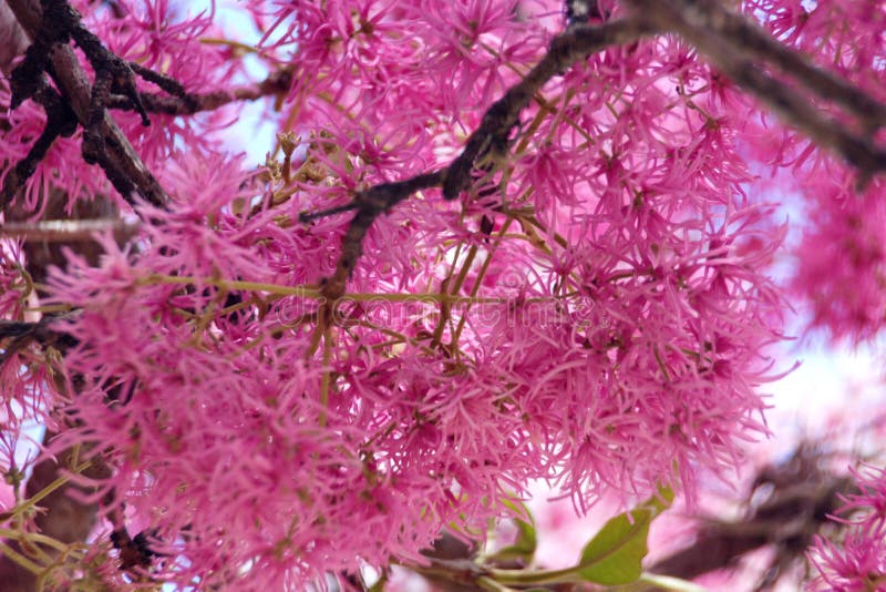 Arupo tree in bloom stock image. Image of tree, park - 160501565
