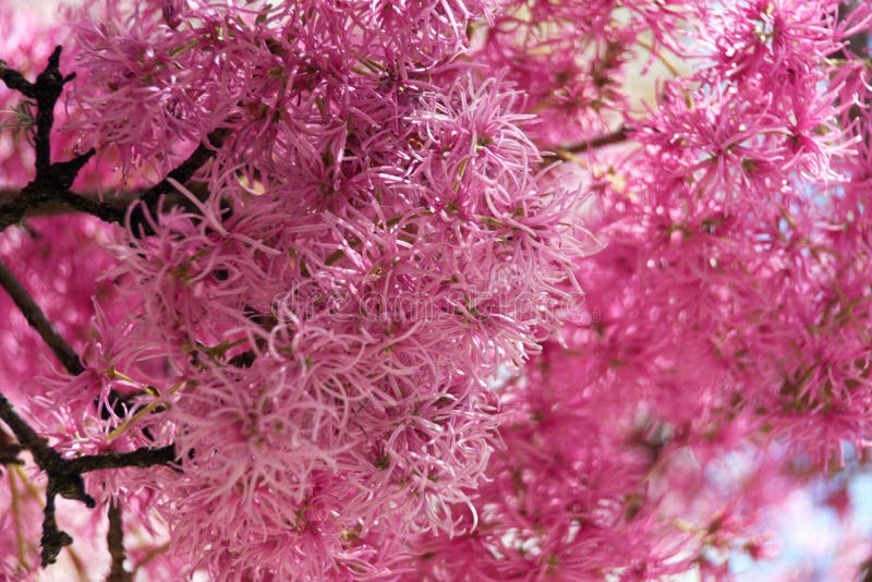 Arupo tree in bloom stock photo. Image of south, blossom - 160501566