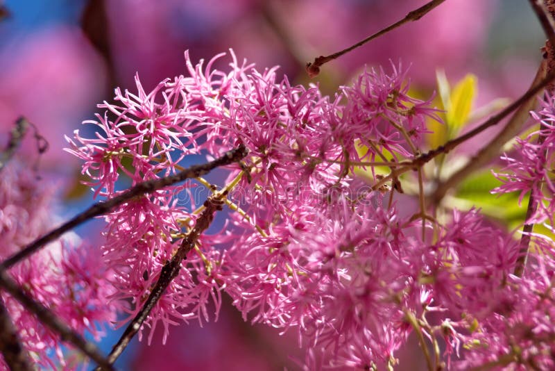 Arupo tree in bloom stock photo. Image of bloom, tree - 160501592