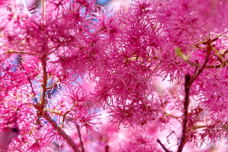 Blooming arupo tree stock image. Image of bloom, south - 161008469