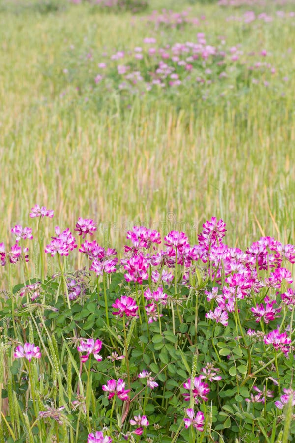 Arveja de leche china foto de archivo. Imagen de campo - 30718838