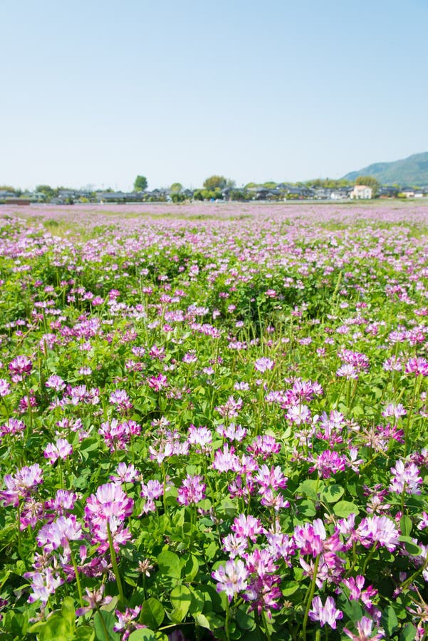 Arveja de leche china imagen de archivo. Imagen de planta - 33683937