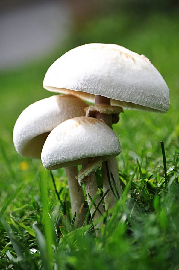 Funghi Selvatici Agaricus Arvensis Fotografia Stock - Immagine di ...