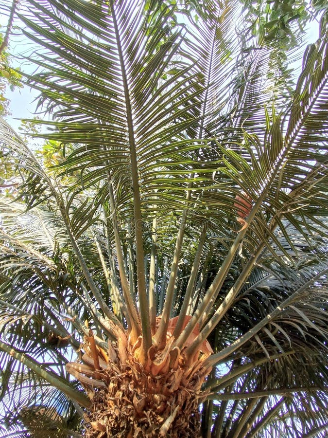 Arvore Phoenix roebelenii stock image. Image of flowering - 340543823