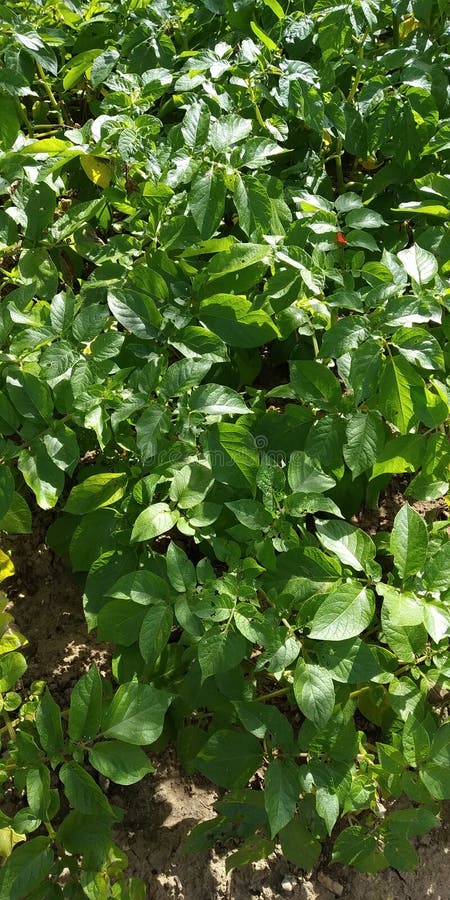 Arvore romanzeira roma imagen de archivo. Imagen de existencias - 183585587