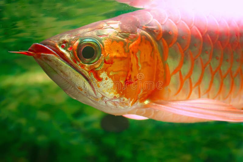 Arwana Fish 2 Picture. Image: 6387323