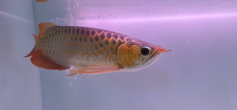 Arwana super red stock photo. Image of dish, aquarium - 222237730