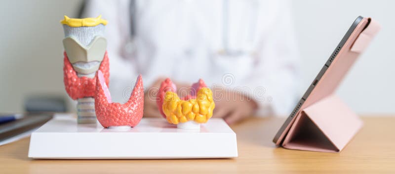 Arzt Mit Modell Und Tablette Zur Anatomie Der Menschlichen Schilddrüse ... Arzt Mit Modell Und Tablette Zur Anatomie Der Menschlichen Schilddrüse ...