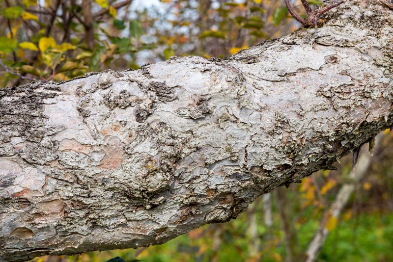 Beautiful Patterns on the Bark of an Old Apple Tree. Stock Photo ...