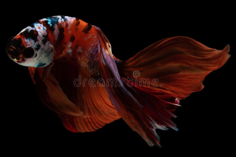 As the Betta Swims Its Tail Creates a Stunning Visual Spectacle ...