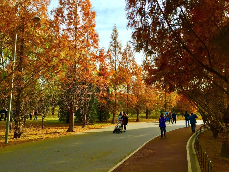 As Cores Do Outono No Pequim Imagem de Stock Editorial - Imagem de ...