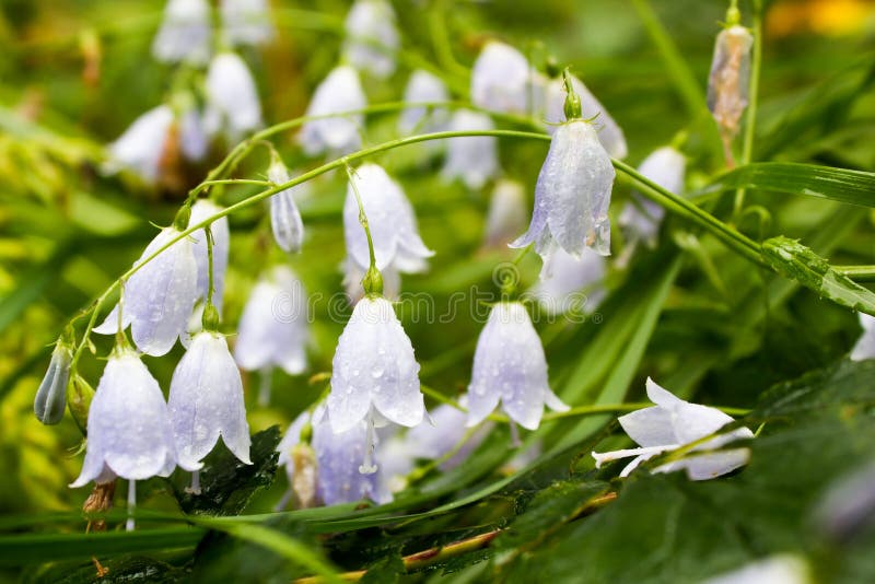 Grupo Das Flores Brancas Das Campainhas Da Campainha Imagem de Stock ...