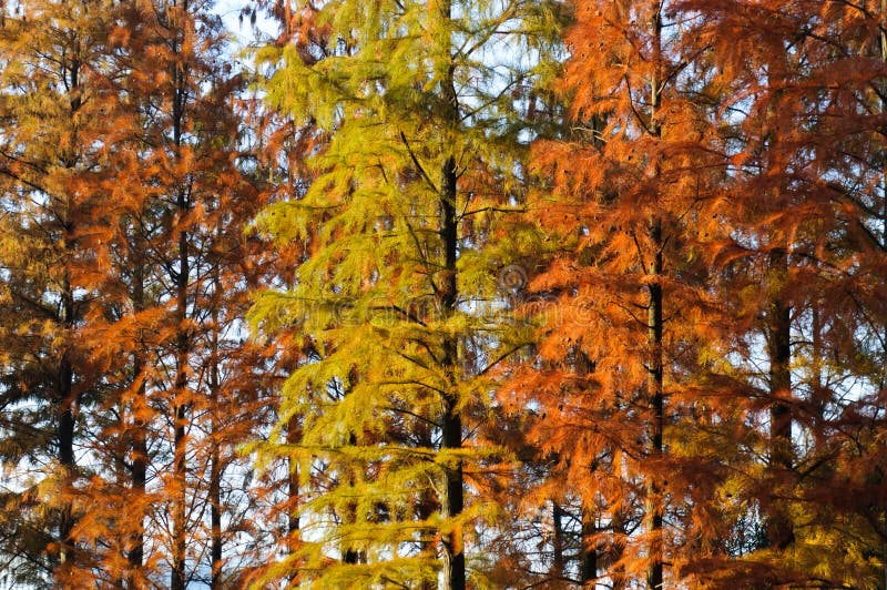 As Folhas Do Cipreste Na Queda Imagem de Stock - Imagem de paisagem ...