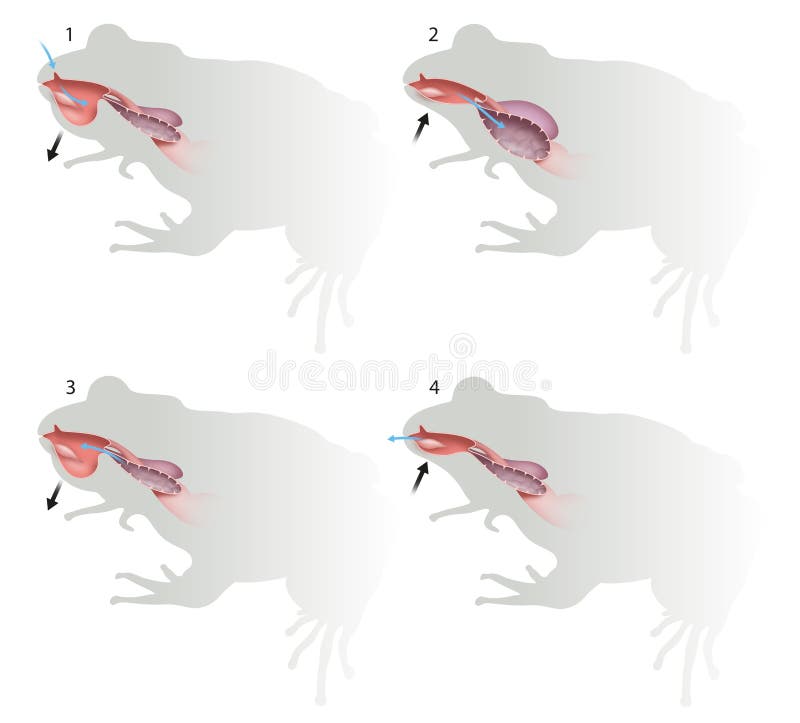 The Respiratory System Change from Tadpoles To Adult Frogs. Amphibian ...