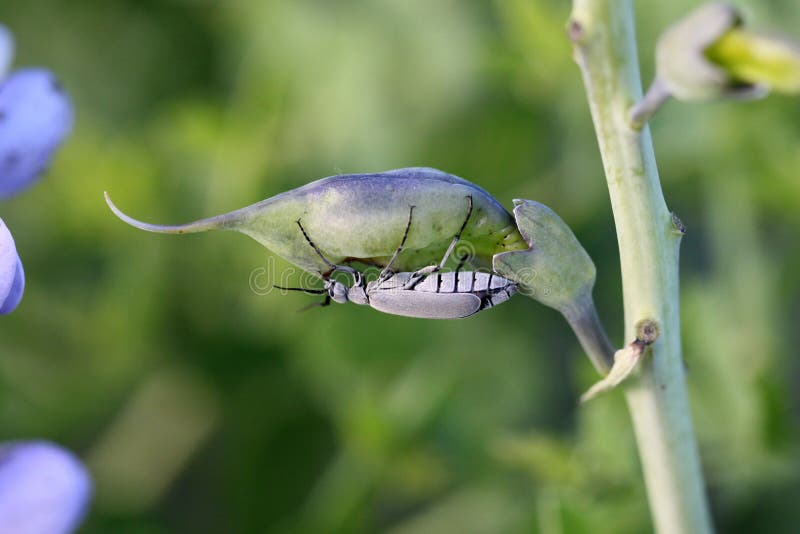 As grijs insect stock foto. Image of nave, zomer, maaien - 31716762