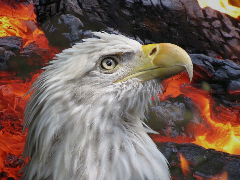 Bald Eagle Shadow Stock Photos - Free & Royalty-Free Stock Photos from ...