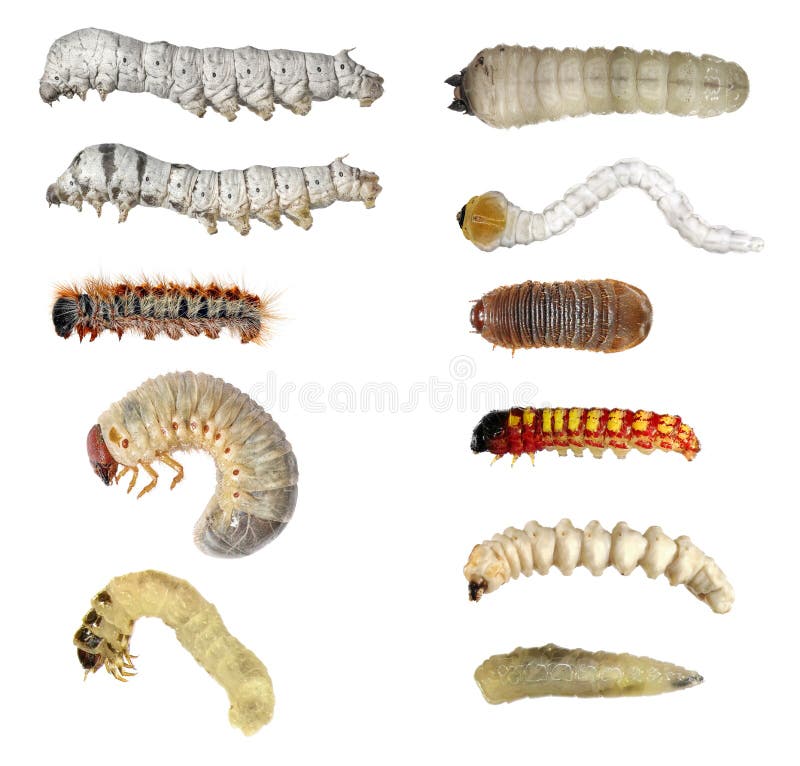 As Larvas De Inseto (lagartas) Ajustaram-se Foto de Stock - Imagem de ...