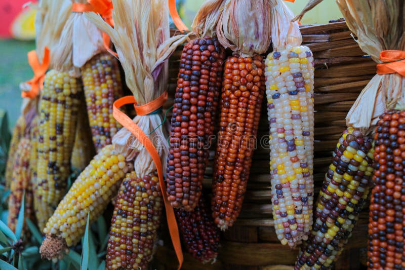 Collections of Corn in Various Colors Hang on the Gabions Stock Image ...