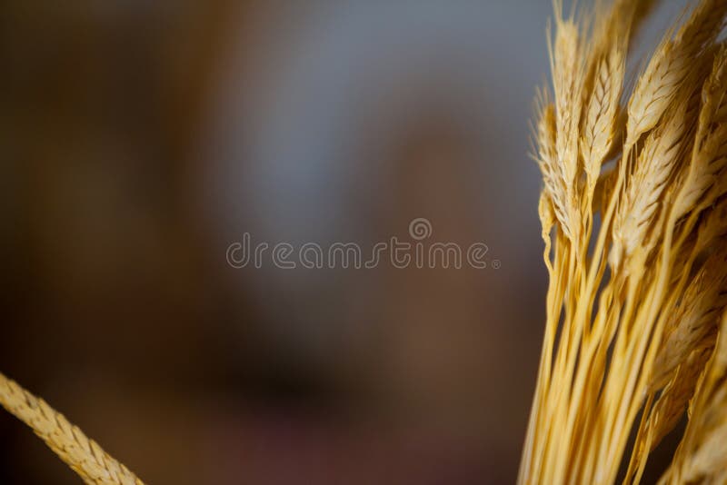 As Orelhas Do Trigo Na Padaria Compram No Mercado Imagem de Stock ...