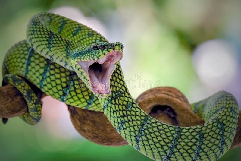 Pit Viper stock photo. Image of reptile, branch, turtle - 256696410