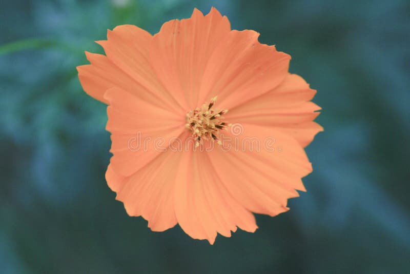 As Plantas Bonitas Flor Alaranjada Foto de Stock - Imagem de moldes ...