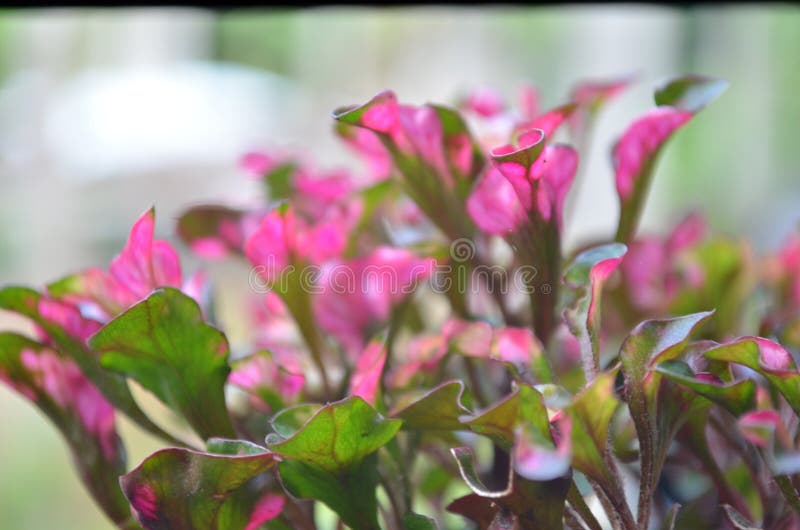 As Plantas Cor-de-rosa No Grande Belo Parque Imagem de Stock - Imagem ...
