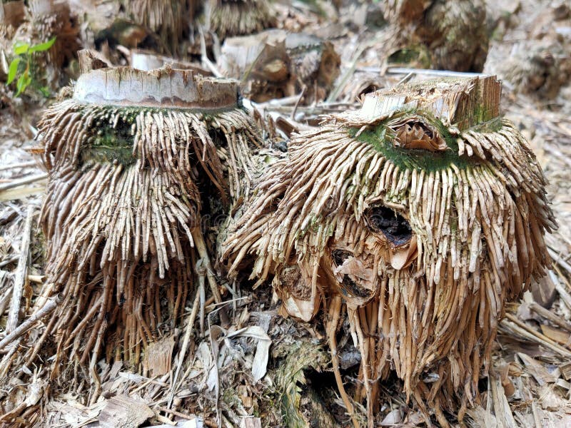 Raizes de bambu foto de stock. Imagem de forte, botânica - 7010236