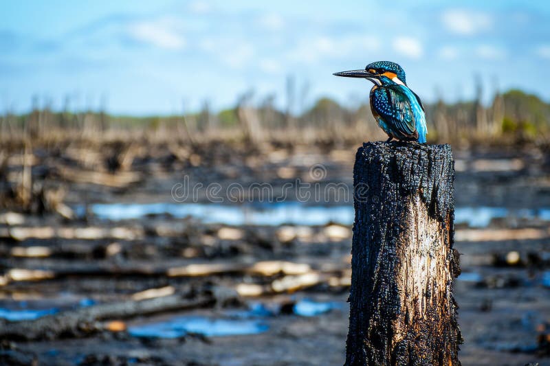 As a Result of Environmental Degradation, Countless Species are in ...