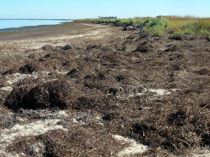 As a Result of Global Warming, Dry Algae on the Shore of the Drying Sea ...
