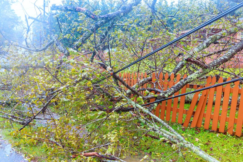 As Result of Tropical Storm Hurricane, Tree Breaks a Crashes Down Over ...