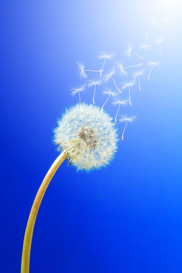 A dandelion flying stock photo. Image of dandelion, help - 116600414