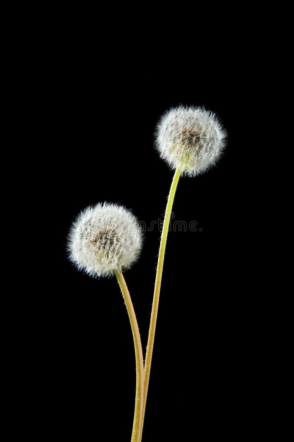 A dandelion flying stock photo. Image of dandelion, clear - 116600844