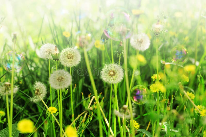 A dandelion flying stock photo. Image of protection - 116601008